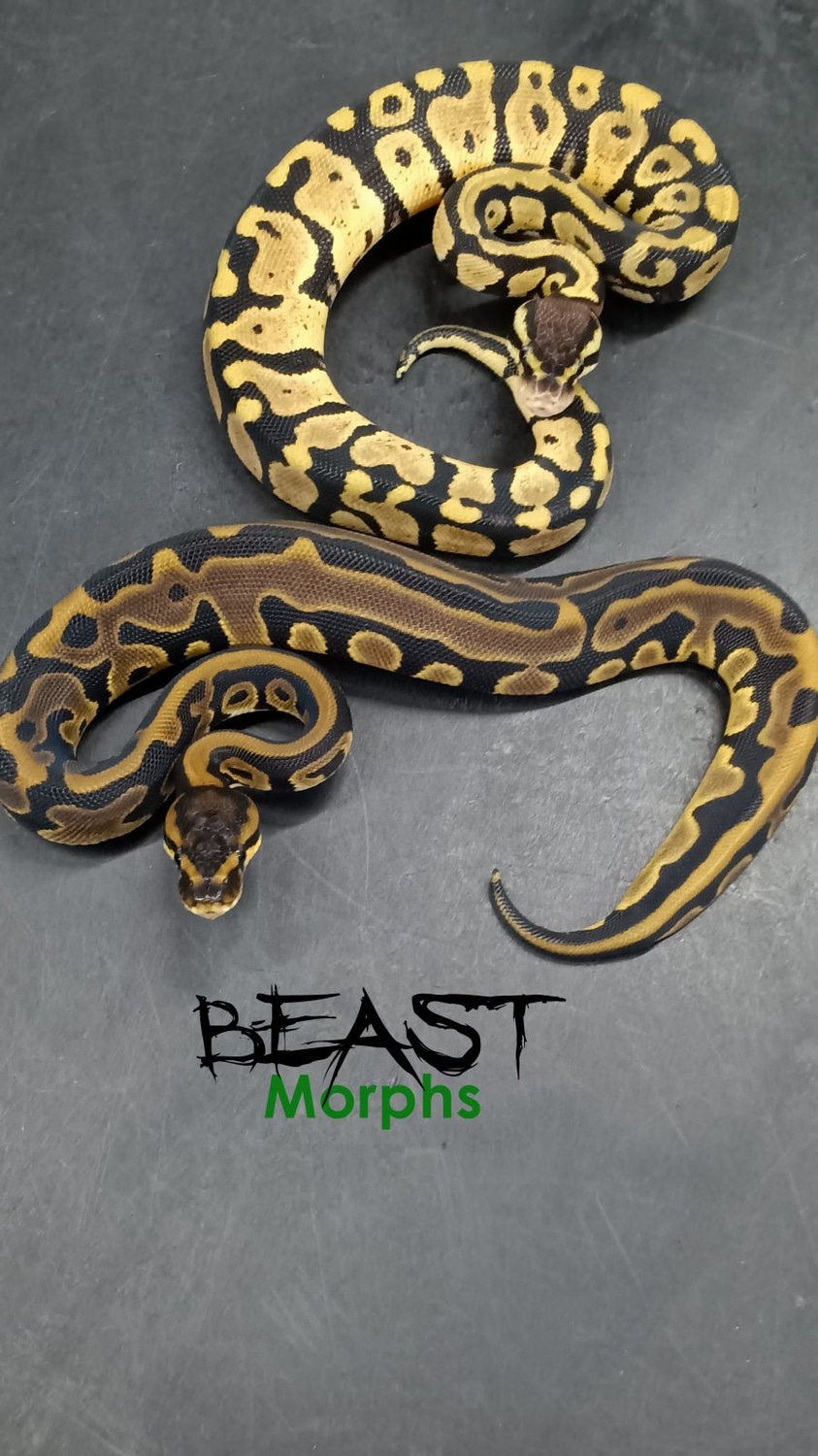 Triple Het Axanthic (VPI) Desert Ghost Piebald Leopard Pastel Ball ...