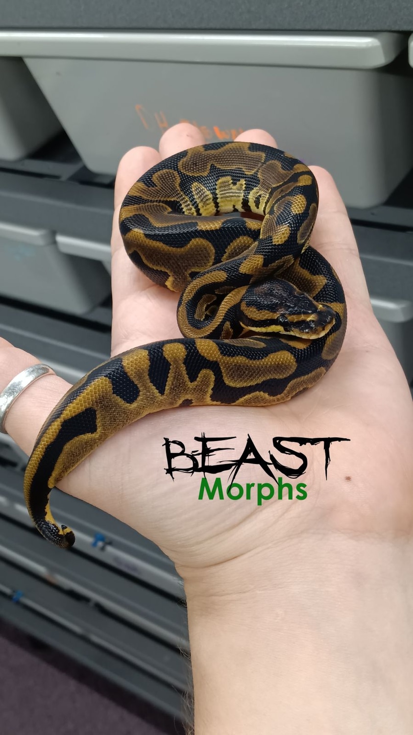 Leopard 100% Triple Het Axanthic (VPI) Desert Ghost Piebald Ball Python ...