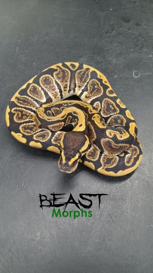 GHI 100% Het Clown Ball Python by Beast Morphs