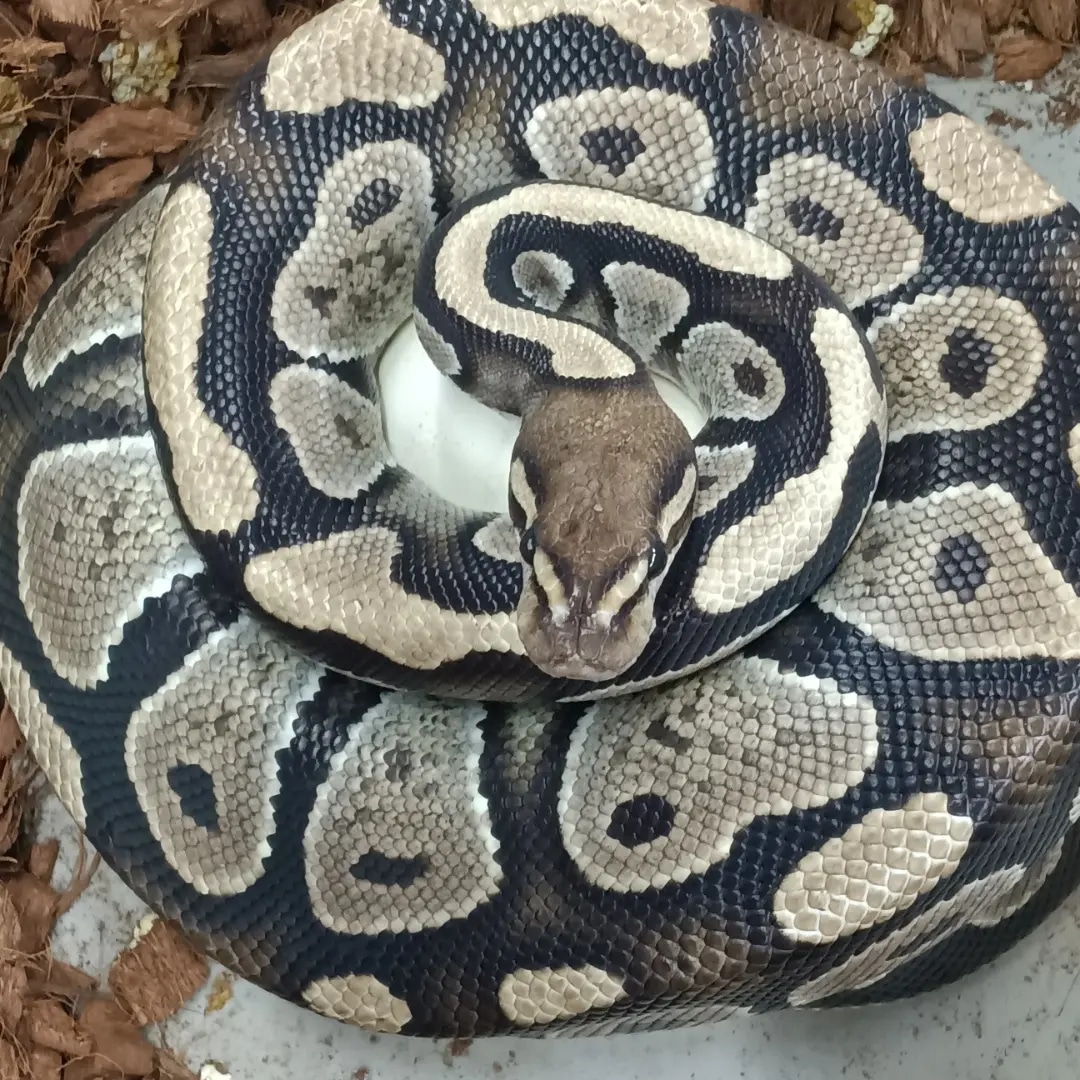 Mahogany Ball Python by Beast Morphs - MorphMarket