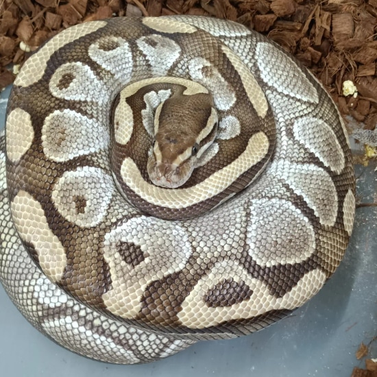 Lesser Ball Python by Beast Morphs