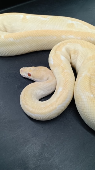 Champagne Albino Ball Python by Beast Morphs
