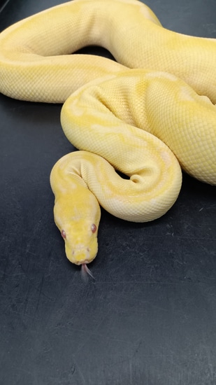 Champagne Pastel Albino Ball Python by Beast Morphs