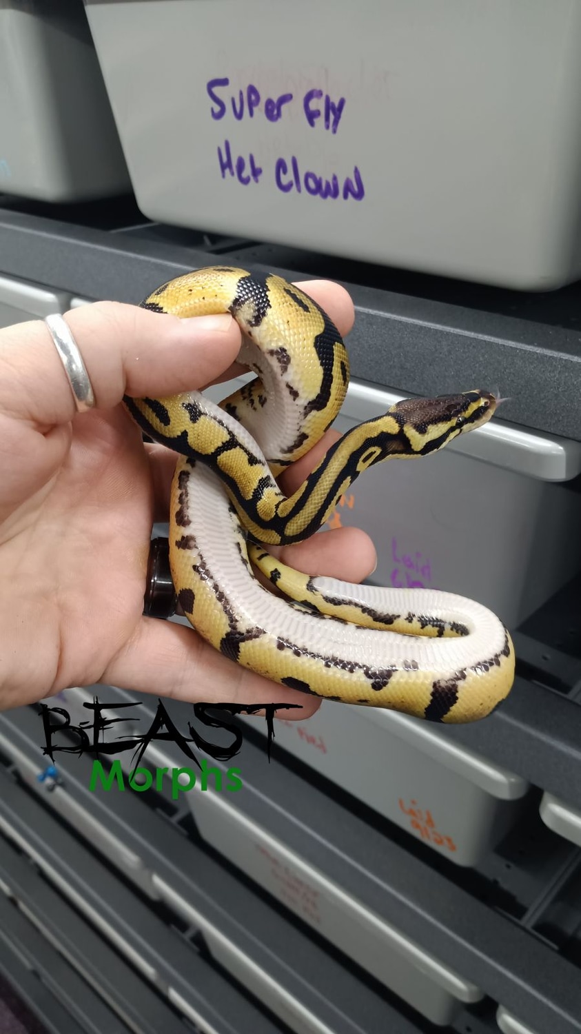 100% Triple Het Axanthic VPI Desert Ghost Piebald Pastel Ball Python by ...