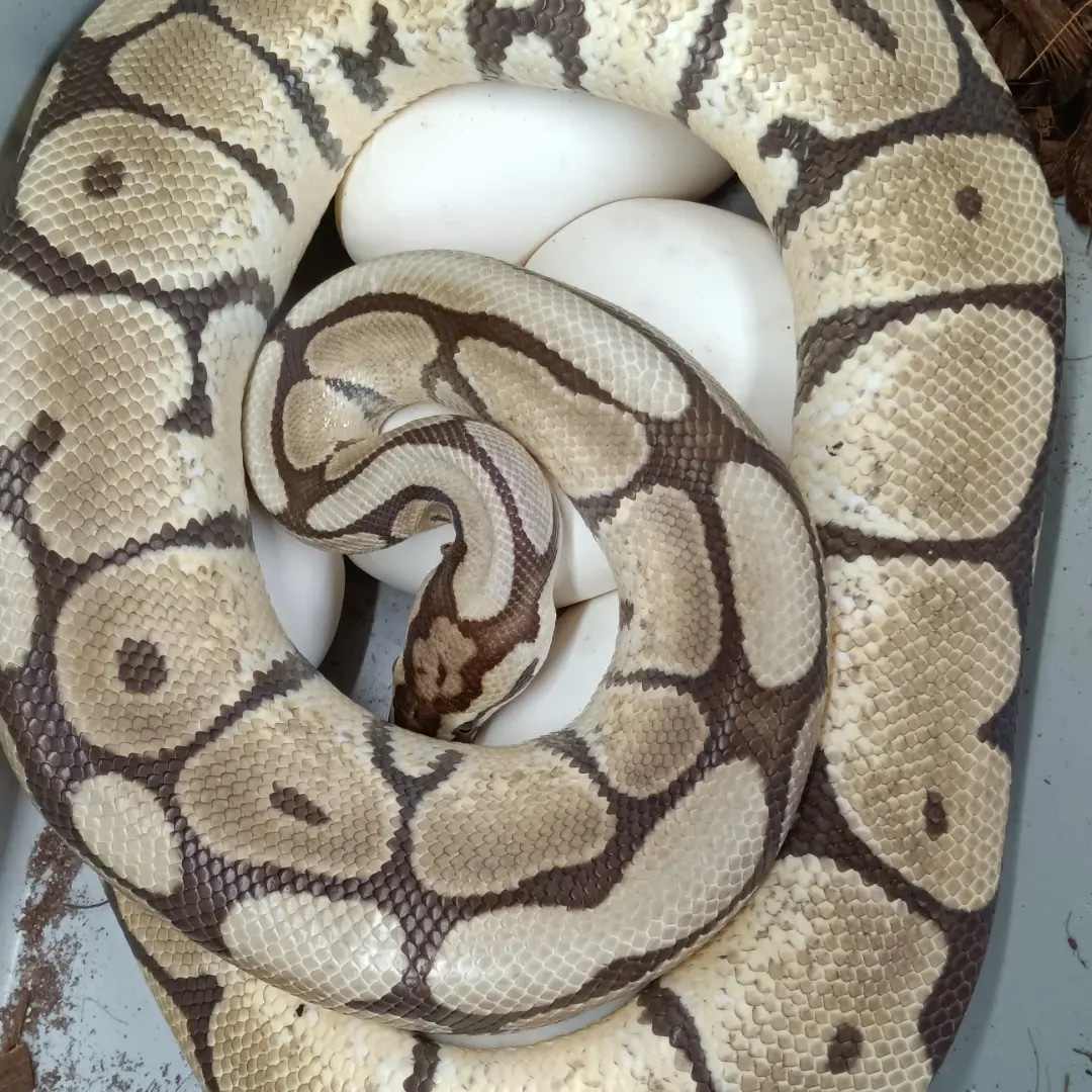 Ball Python Clutch: 22-20-vudoo-mystspi by Beast Morphs - MorphMarket