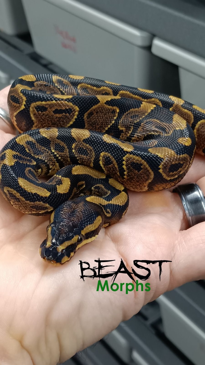 YB 100% Het Piebald Ball Python by Beast Morphs - MorphMarket