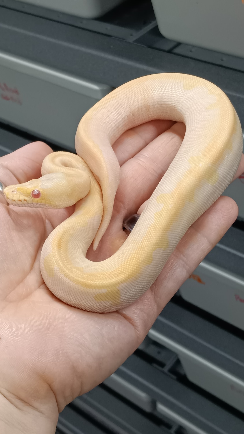 Champagne Pastel Albino Ball Python by Beast Morphs - MorphMarket