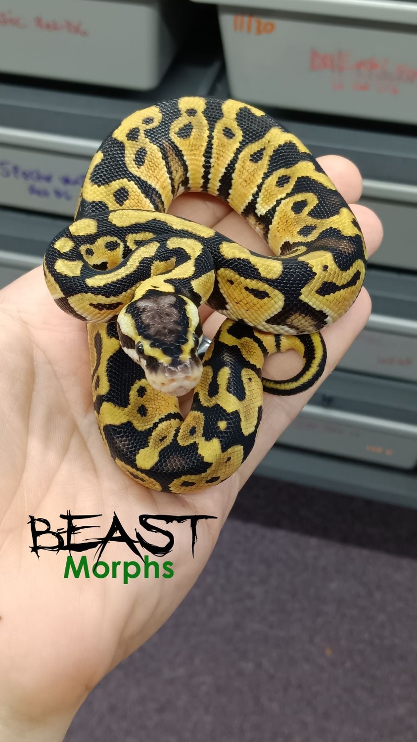 Pastel 100% Het Albino Ball Python by Beast Morphs - MorphMarket