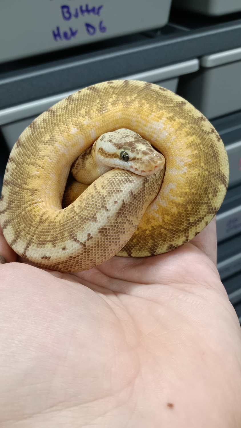 Bumblebee Sunset Ball Python by Beast Morphs - MorphMarket