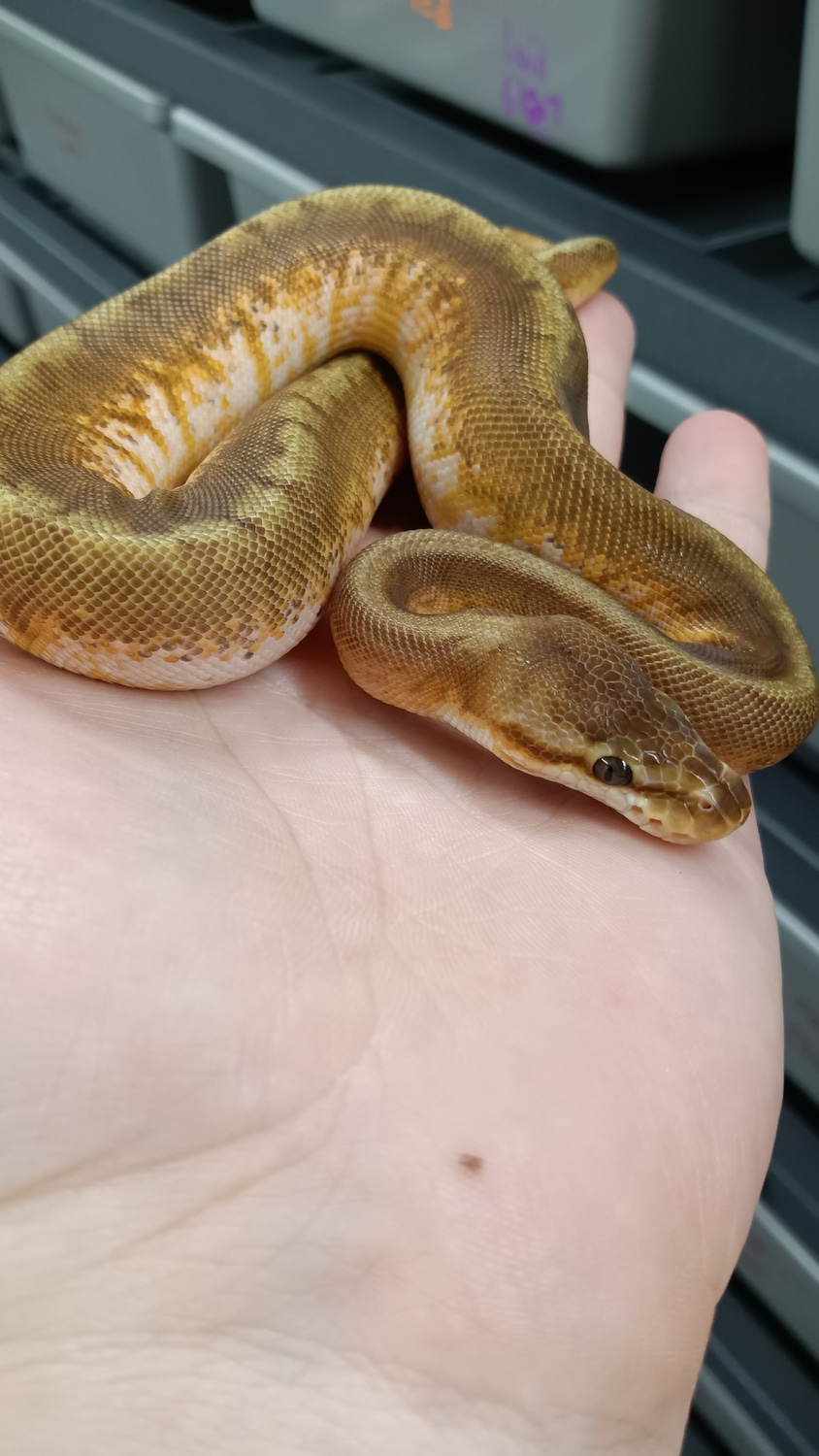 Sunset Spider Ball Python by Beast Morphs - MorphMarket