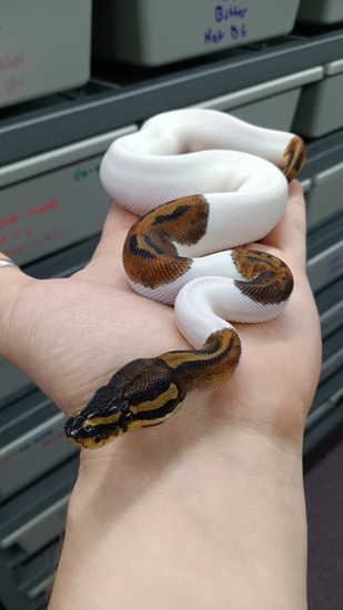 Piebald POS GHI Ball Python by Beast Morphs