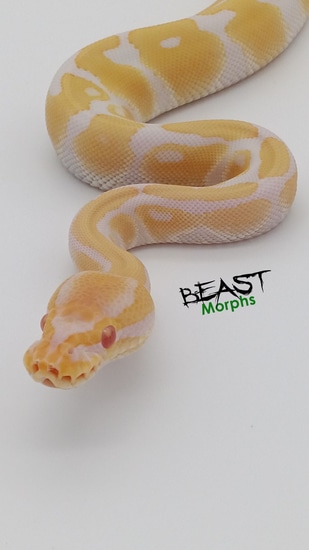 Albino Ball Python by Beast Morphs