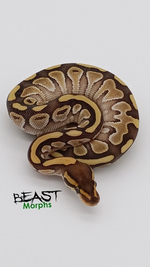 Lesser Ball Python by Beast Morphs