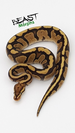Vudoo Fire Ball Python by Beast Morphs