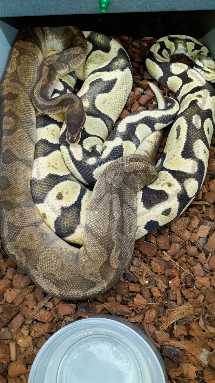 Pastel Desert Ghost Ball Python by Beast Morphs - MorphMarket