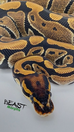 100% Double Het DG Hypo 500+ Grams Ball Python by Beast Morphs