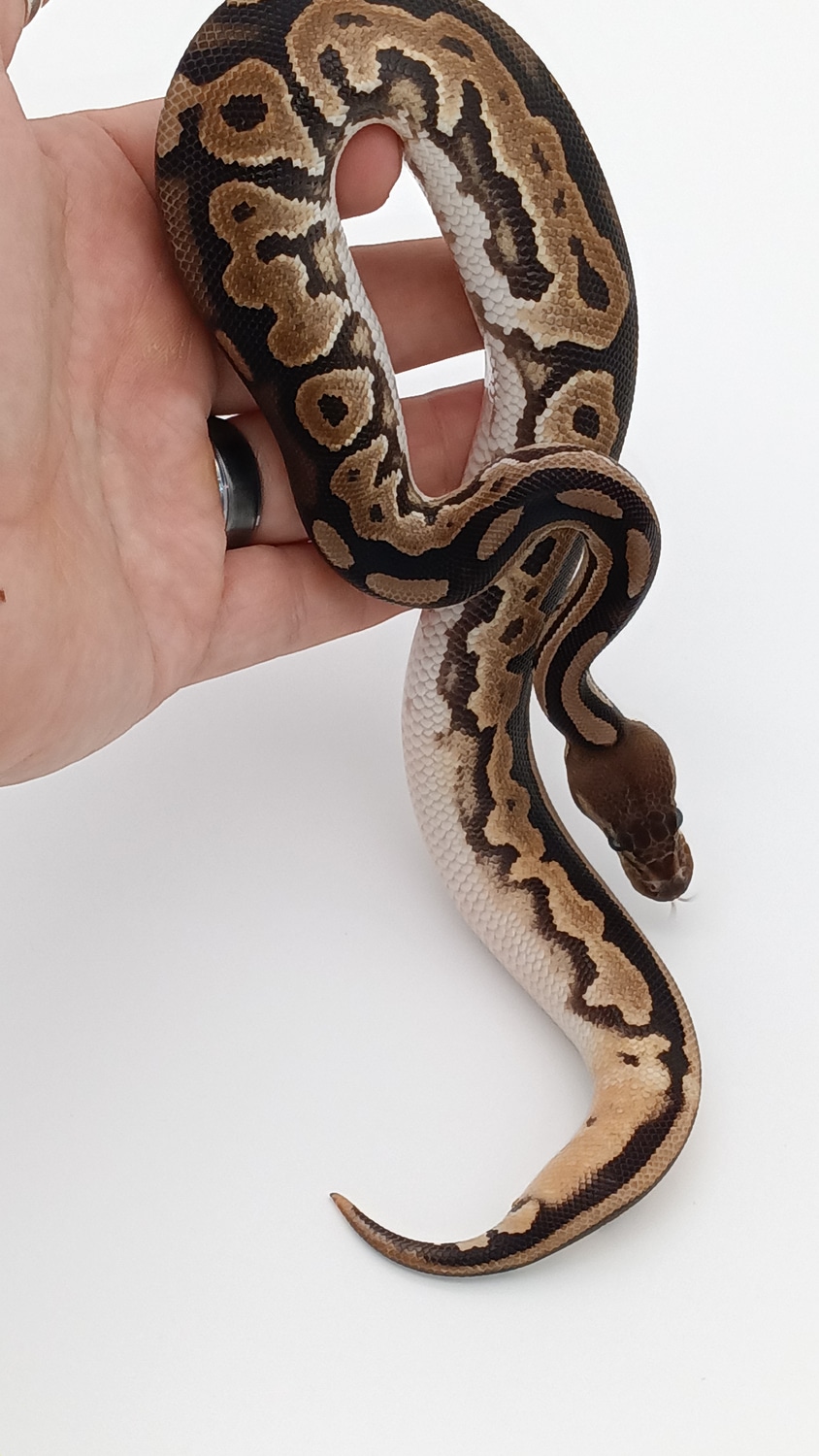 OD YB Cinnamon 100% DH Desert Ghost Hypo Ball Python by Beast Morphs ...