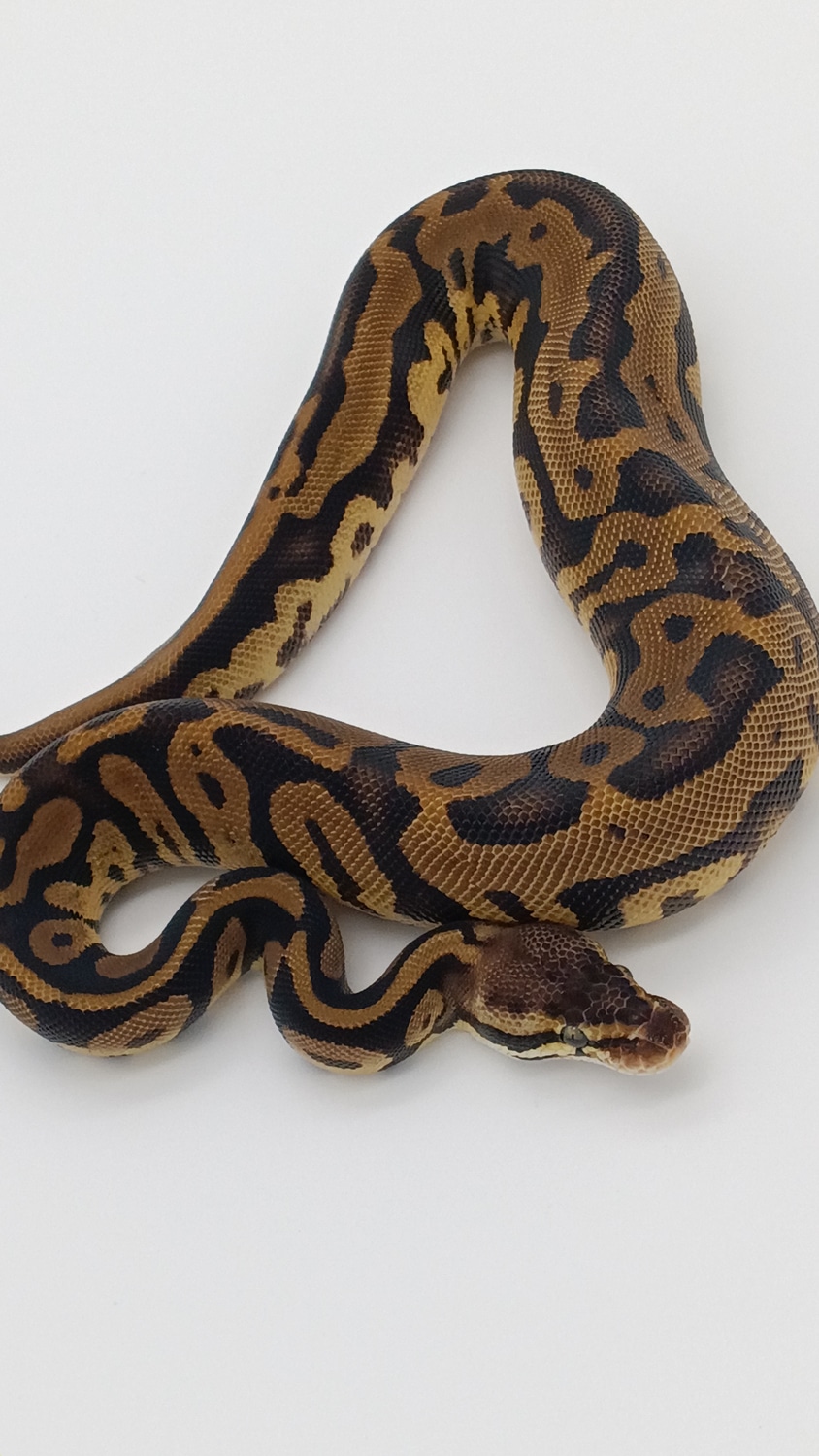 Leopard Pastel 100% Triple Het Axanthic (VPI) Desert Ghost Piebald Ball ...