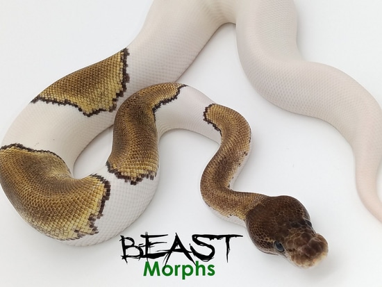 Mojave Black Pastel Pied 100% Het Axanthic Vpi (POS Sulfer) Ball Python ...