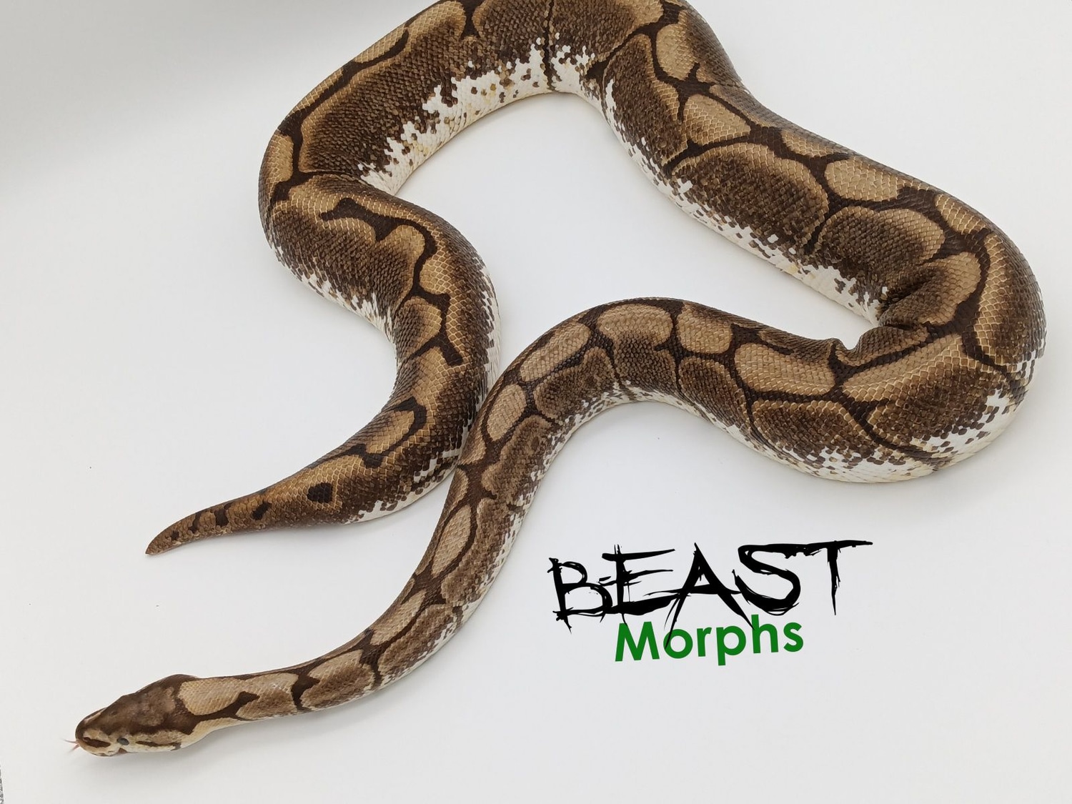 Spider 100% Het Axanthic Vpi Shipping Included! Ball Python by Beast ...