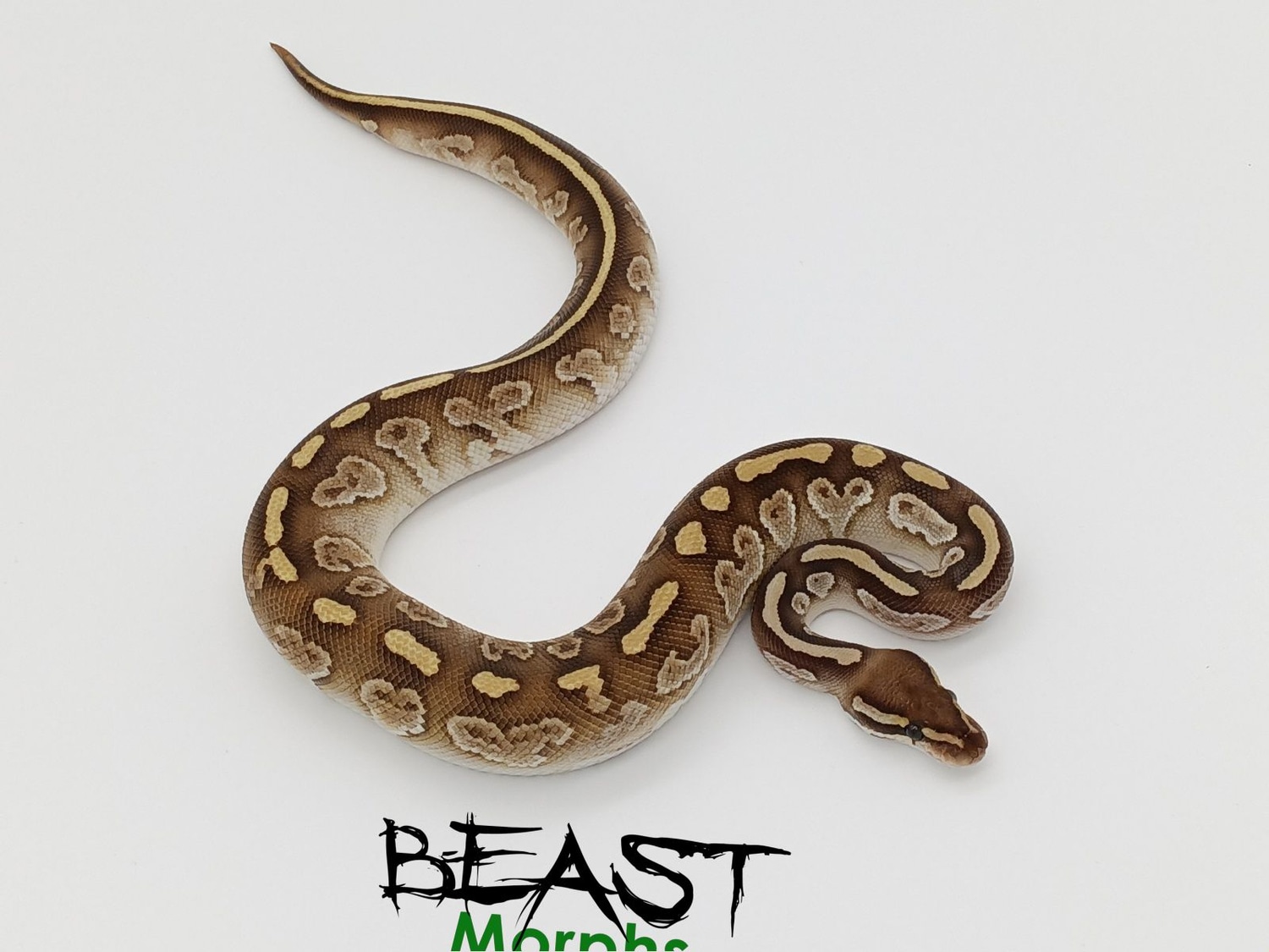 Vudoo Lesser Ball Python by Beast Morphs - MorphMarket
