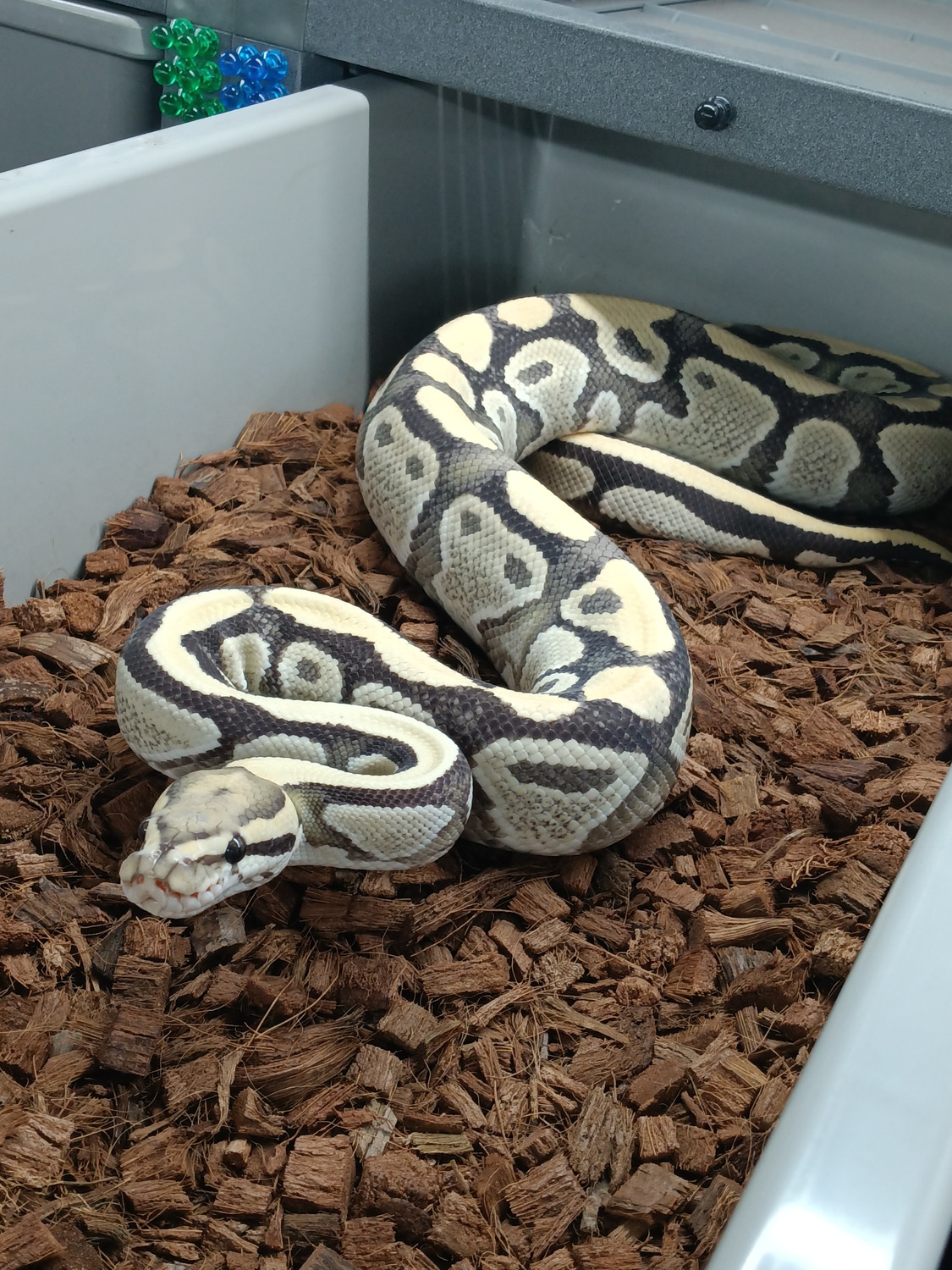 Specter DG Het Cryptic Ball Python by Beast Morphs - MorphMarket