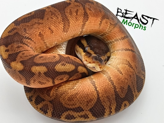 Sunset Ball Python by Beast Morphs
