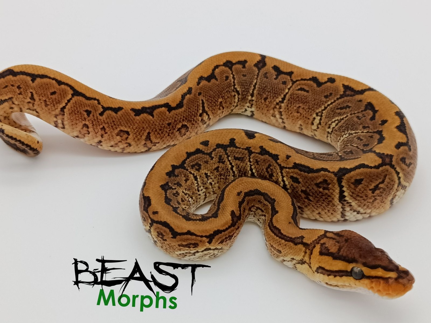 Red Stripe YB Pin Het Clown Ball Python by Beast Morphs - MorphMarket