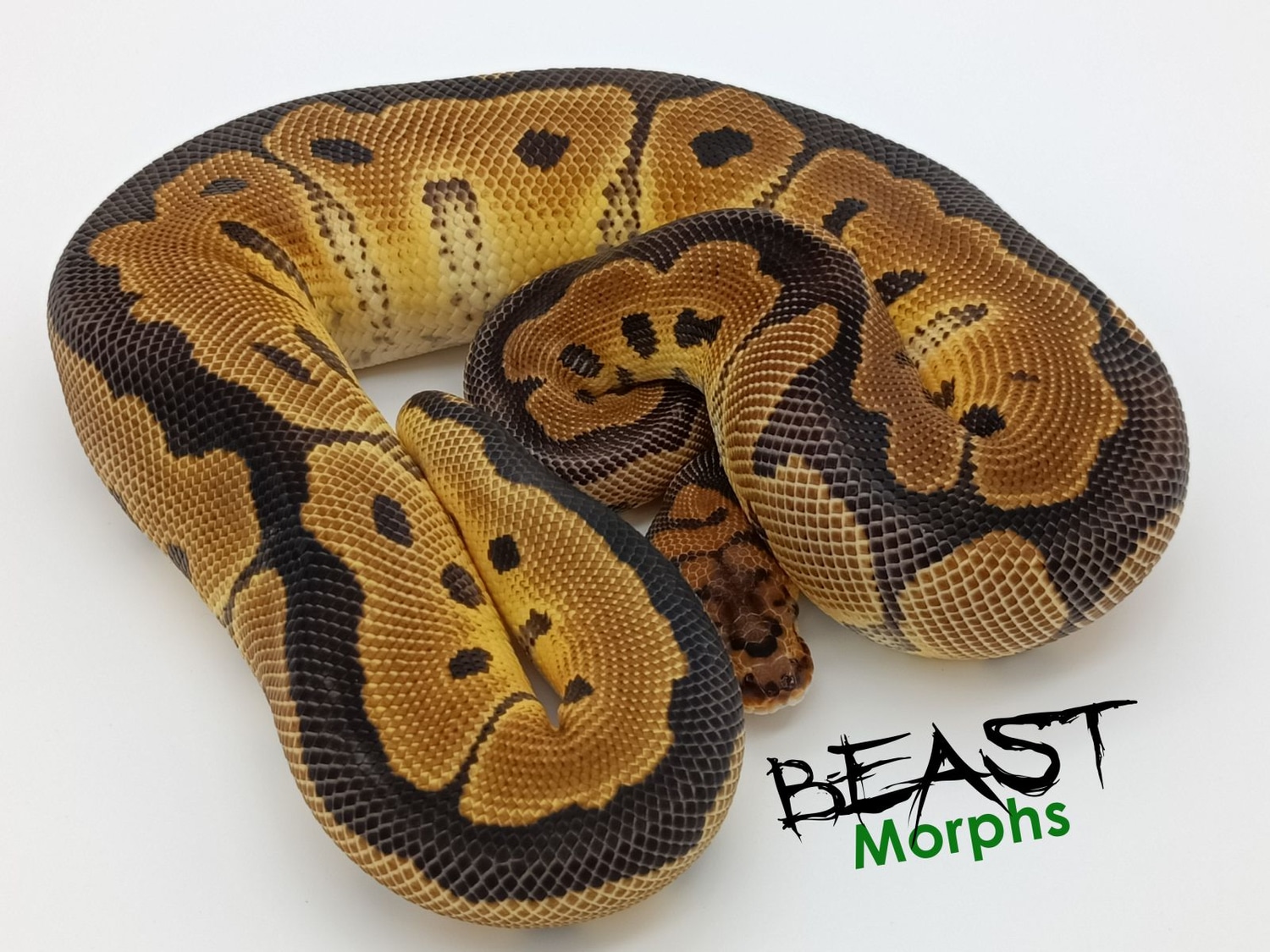 Clown 500+ Grams Ball Python by Beast Morphs - MorphMarket