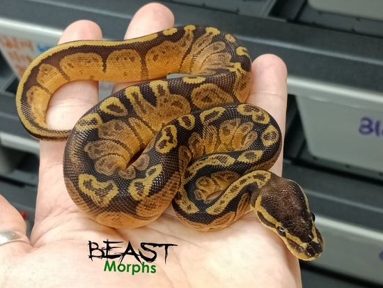 Sunset Ball Python by Beast Morphs