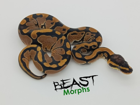 Het Sunset Ball Python by Beast Morphs