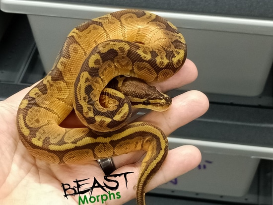 Sunset Ball Python by Beast Morphs