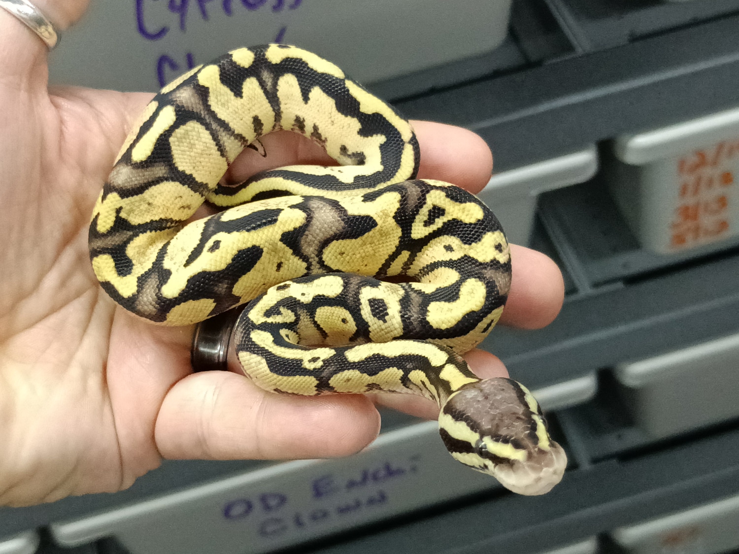 DH: Axanthic VPI Pied Vanilla Pastel Ball Python by Beast Morphs ...