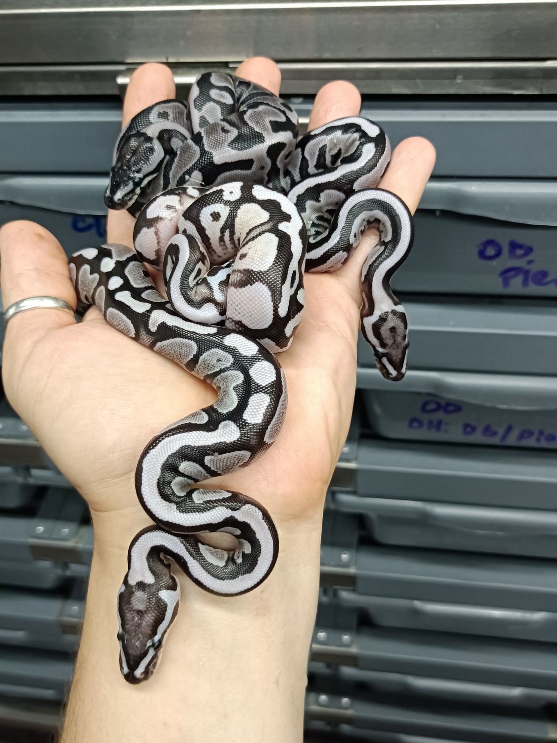 Ball Python Clutch: 23-11-axpie-vanhetax by Beast Morphs - MorphMarket