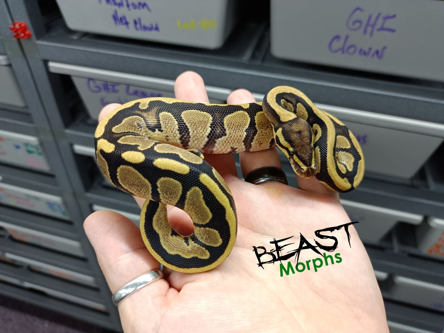Vanilla 100% DH: Axanthic VPI Pied Ball Python by Beast Morphs ...