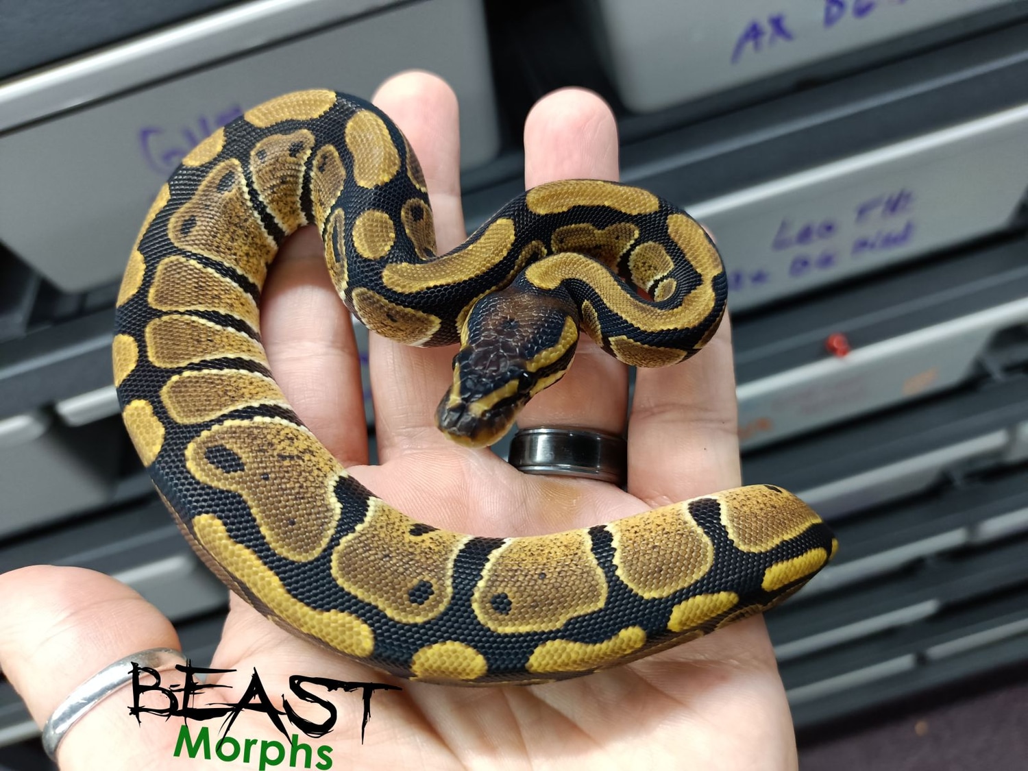 Het Desert Ghost Ball Python by Beast Morphs - MorphMarket