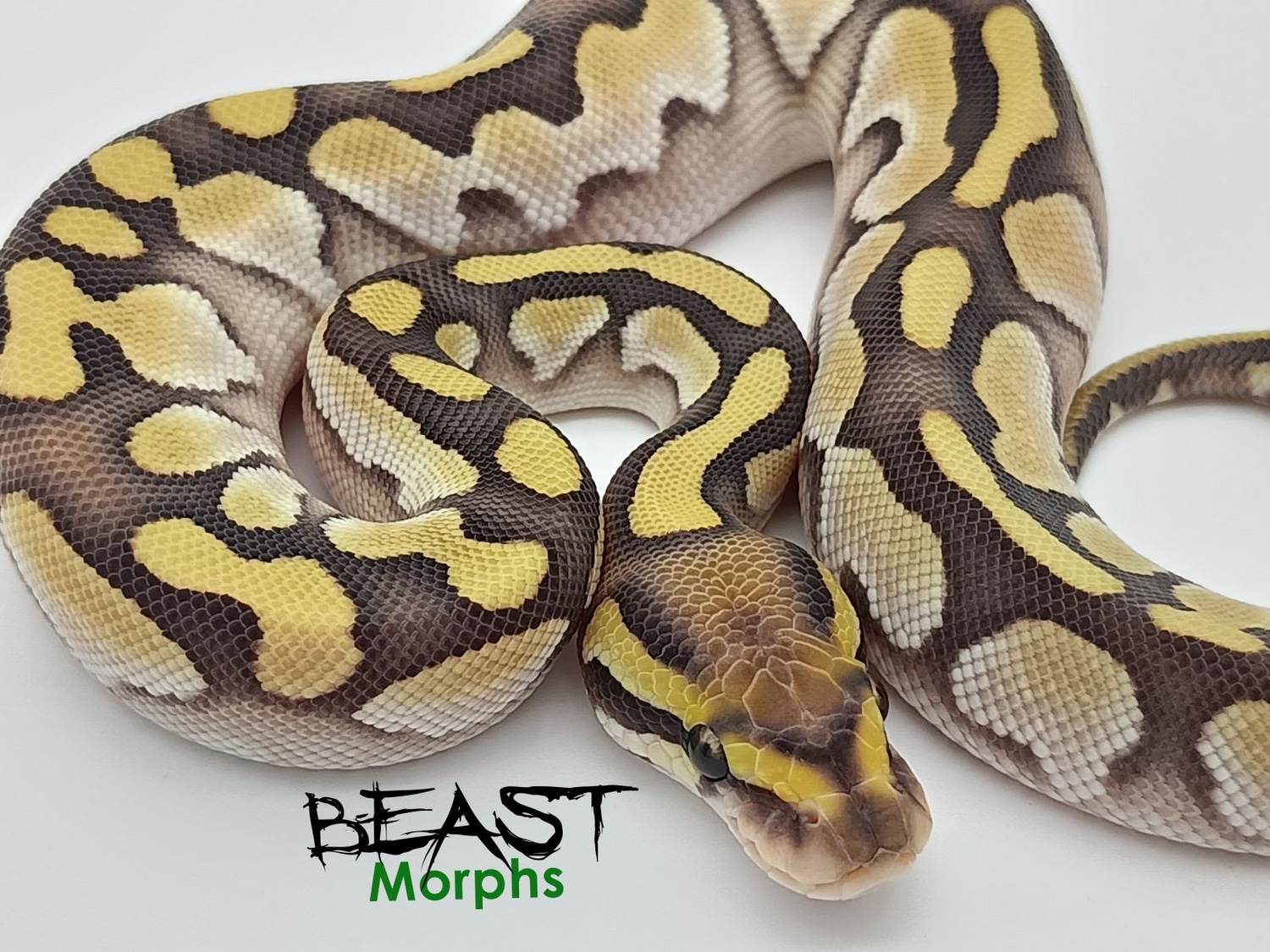 OD YB Lesser Desert Ghost Ball Python by Beast Morphs - MorphMarket
