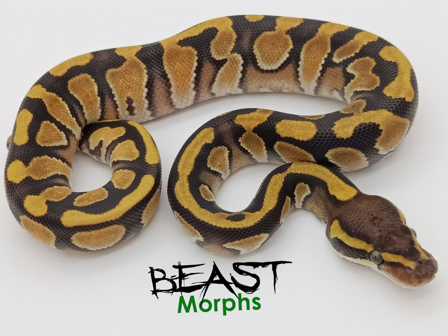 Mystic Enchi Double Het Desert Ghost Hypo Ball Python by Beast Morphs ...