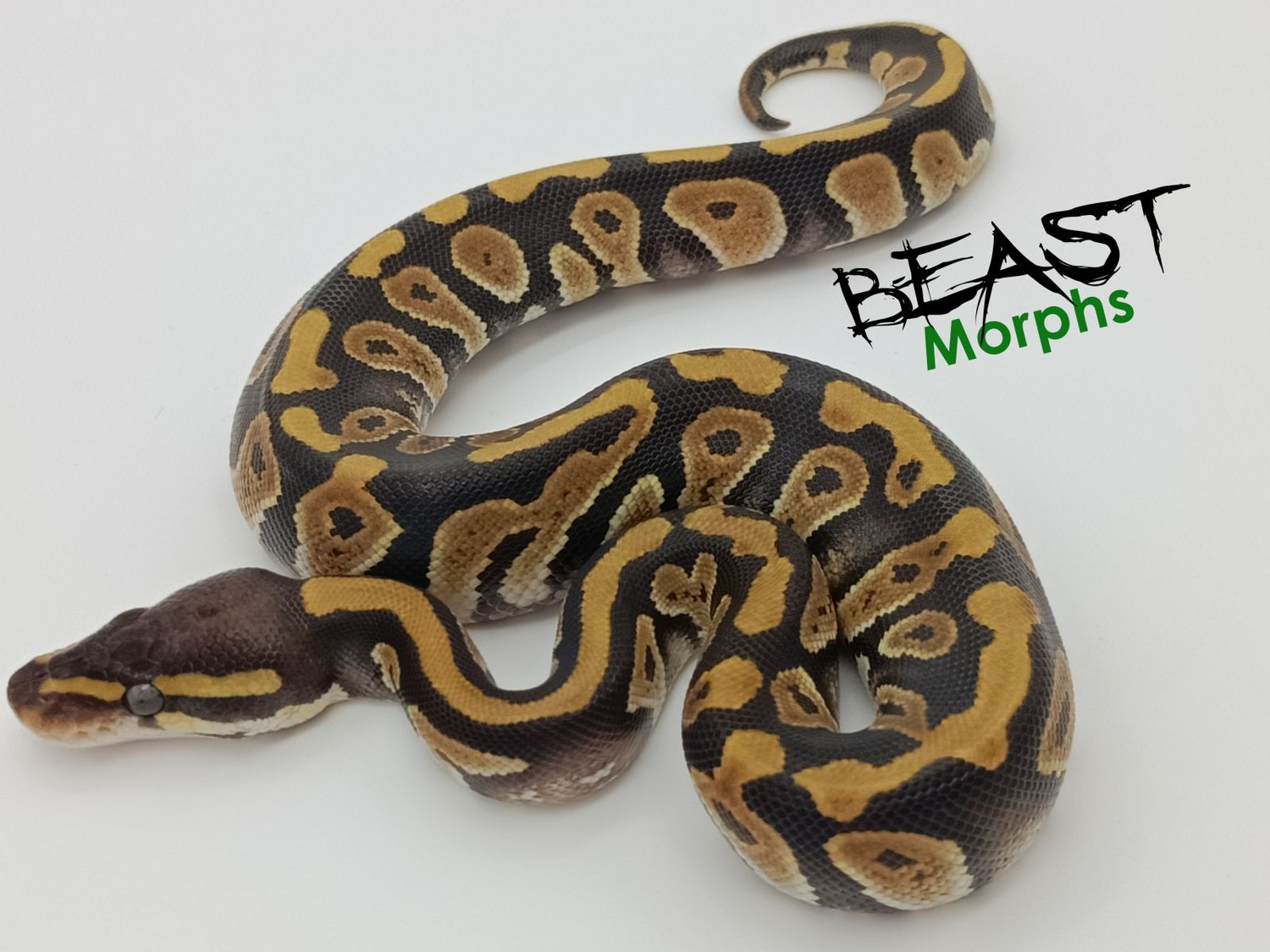 Mystic Double Het Desert Ghost Hypo Ball Python by Beast Morphs ...