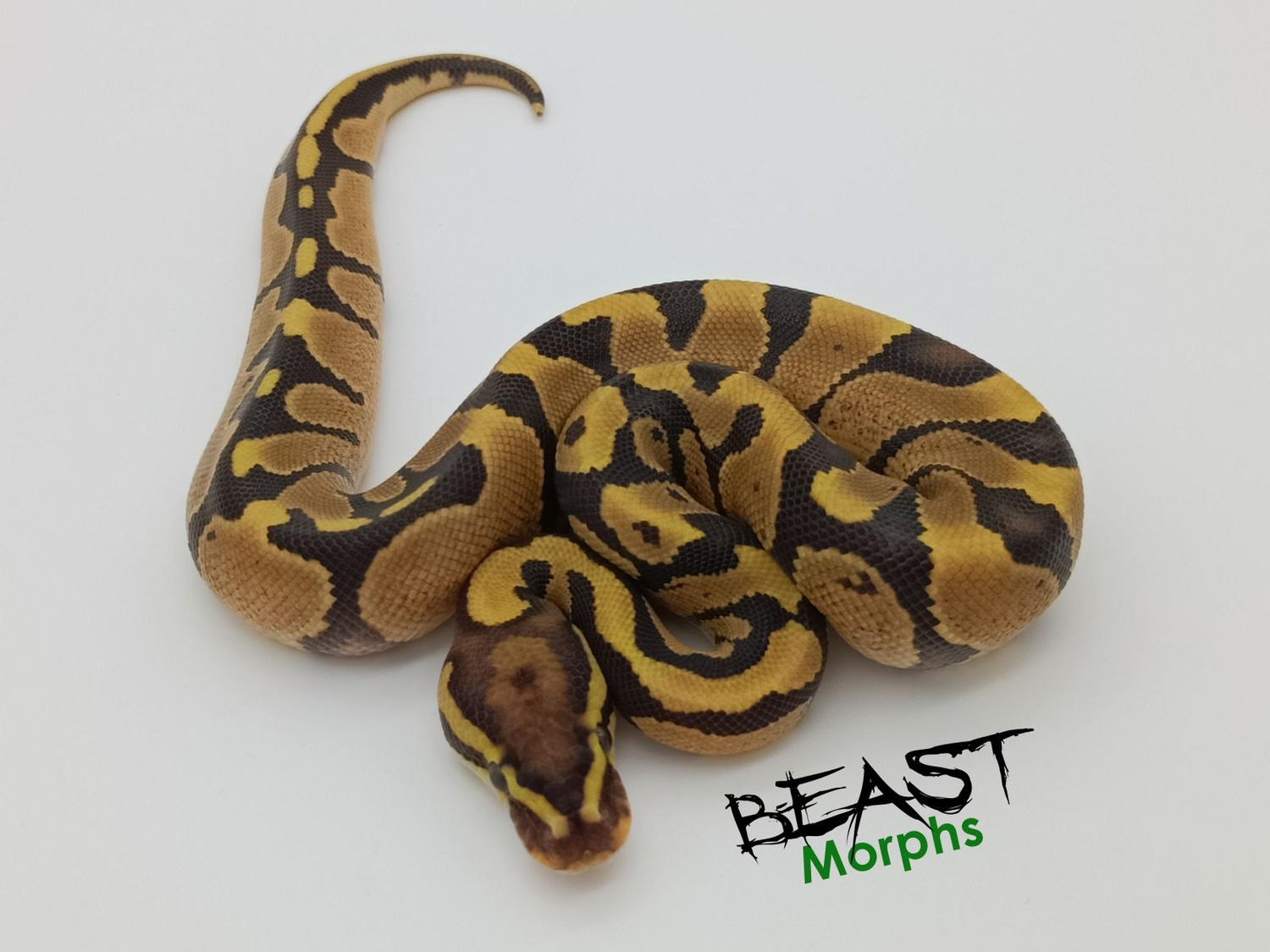 Vanilla Het Sunset Ball Python by Beast Morphs - MorphMarket