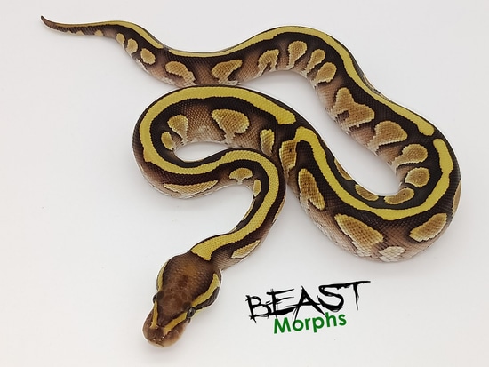 YB Lesser Het Desert Ghost Ball Python by Beast Morphs