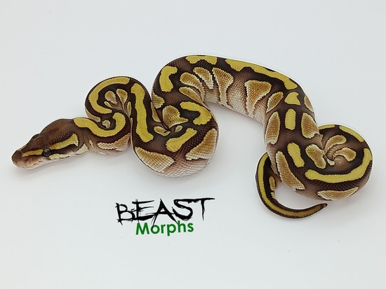 YB Lesser Het Desert Ghost Ball Python by Beast Morphs