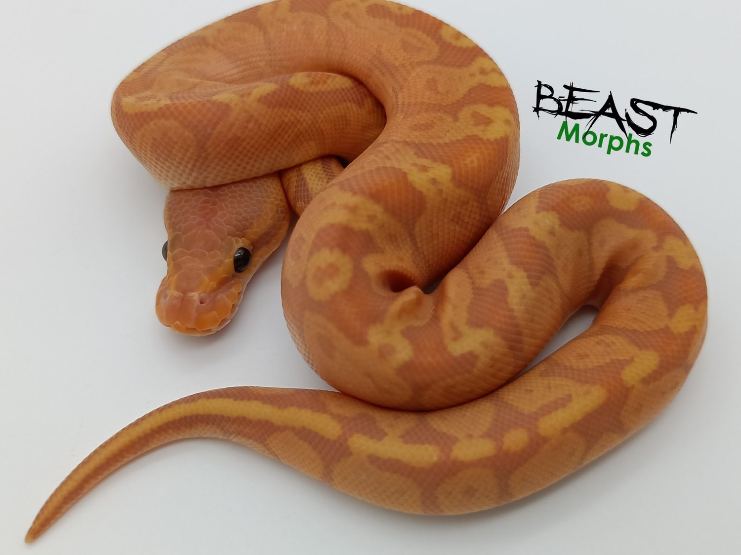 Banana Sunset Ball Python by Beast Morphs - MorphMarket