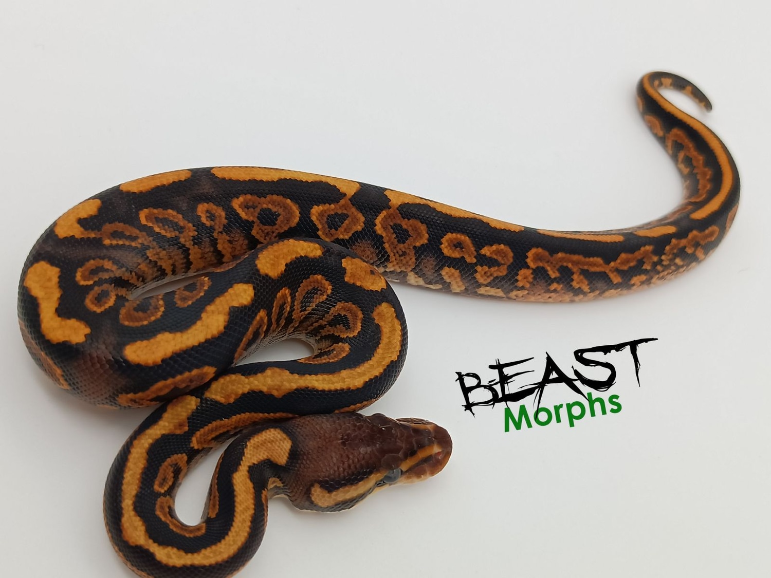 OD YB Black Pastel Het Desert Ghost Ball Python by Beast Morphs ...