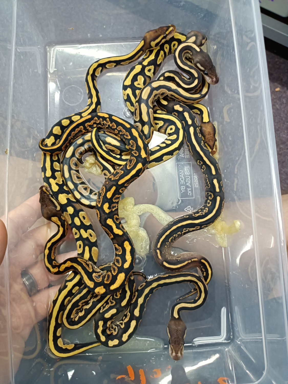 Ball Python Clutch: 23-17-odybdg-blkpasmysthetdg by Beast Morphs ...