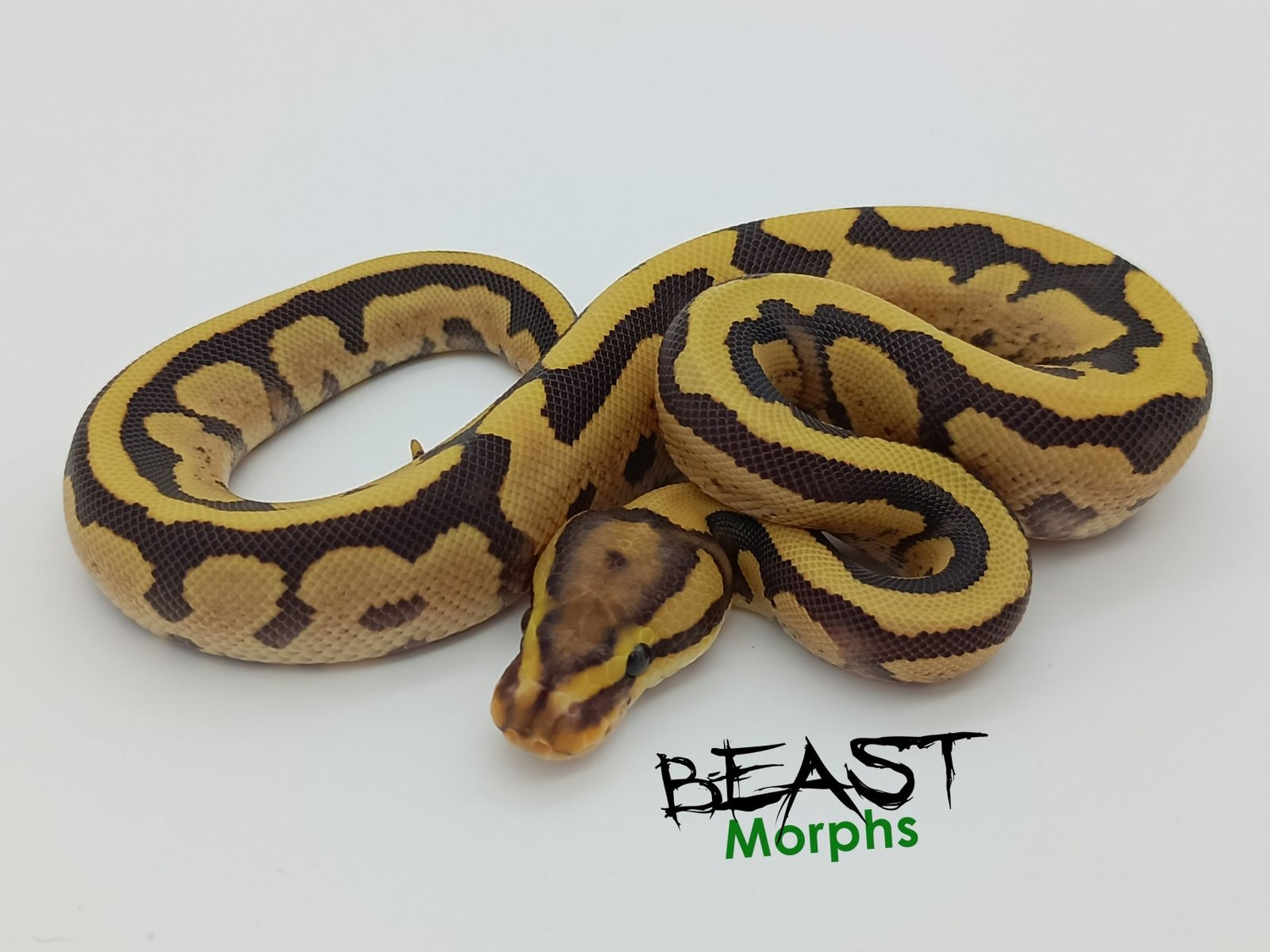 Vanilla Specter/YB Desert Ghost Ball Python by Beast Morphs - MorphMarket