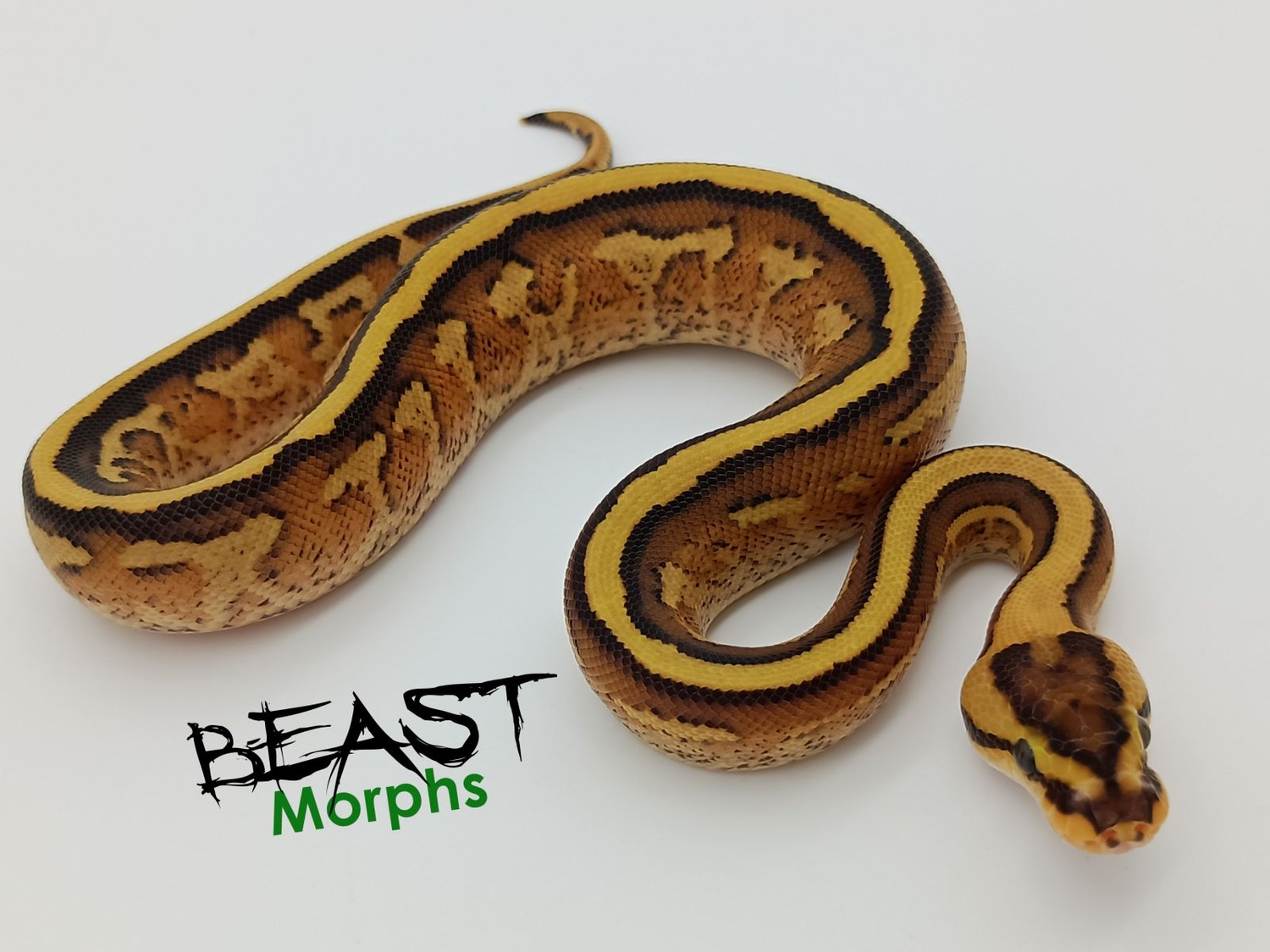 Super Stripe Het Desert Ghost Ball Python by Beast Morphs - MorphMarket