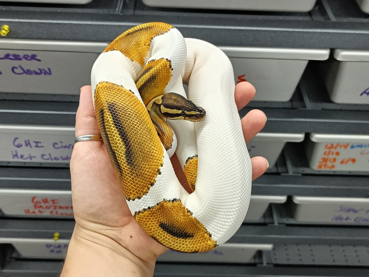RTB GHI Orange Dream Piebald Ball Python by Beast Morphs - MorphMarket