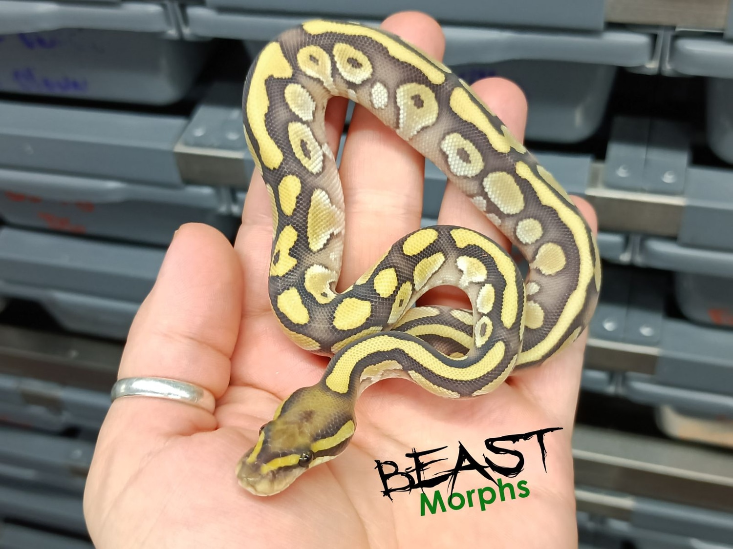 YB Lesser Desert Ghost Ball Python by Beast Morphs - MorphMarket