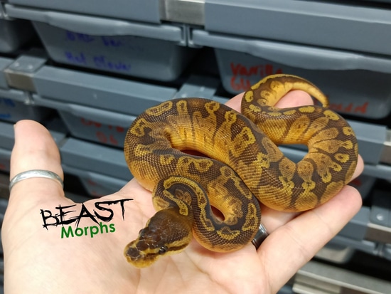 Sunset Ball Python by Beast Morphs